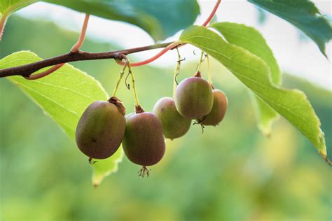 Mini kiwi w ogrodzie sadzenie uprawa i pielęgnacja mini kiwi