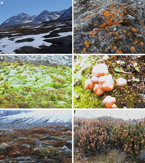 A Arctic Tundra Ny A Lesund B Lichen Tundra C
