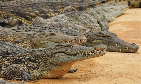 Qual a diferença entre jacarés e crocodilos Zona Curiosa