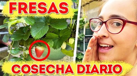 Descubre cómo cuidar plantas de fresas en maceta de forma efectiva