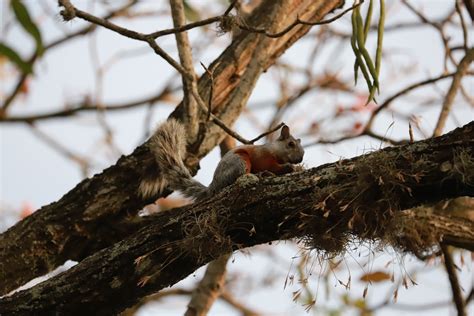 Red bellied Squirrel from Tamuín S L P México on March 30 2021 at