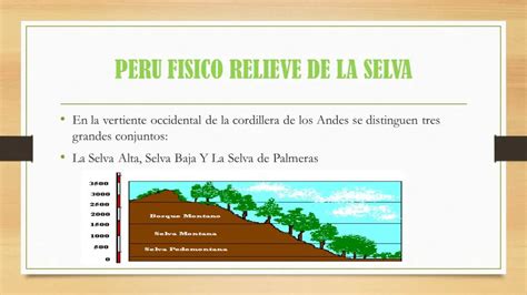 Cual Es El Relieve De La Selva Prodesma