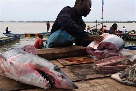 Prédateurs devenus proies les requins sont en danger