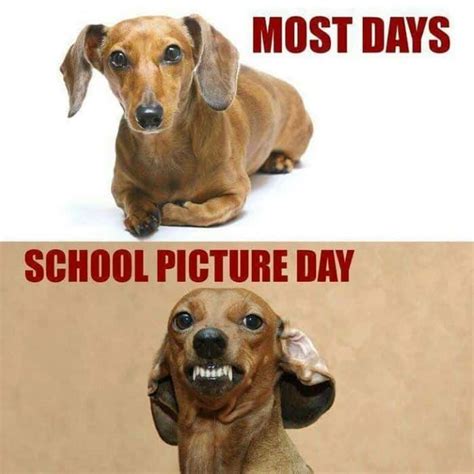 24 Dachshund Memes That Will Totally Make Your Day SayingImages