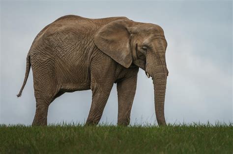 Elefante Africano De Sabana Foto Premium