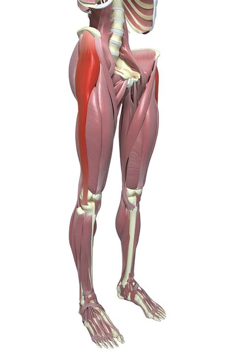 Tensor Fasciae Latae By MedicalRF