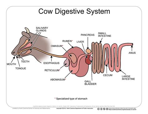Cow Stomach Diagram