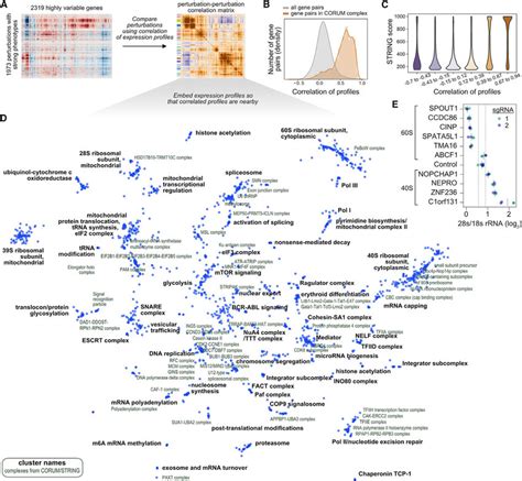 data driven inference of gene function from transcriptional phenotypes download scientific