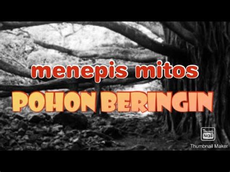 POHON BERINGIN Ini Mitos Filosofi Nya YouTube