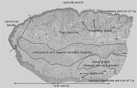 Lip Histology Labeled Sitelip Org