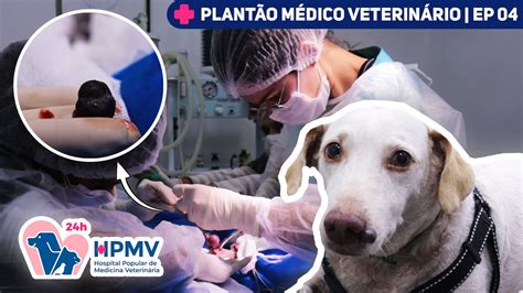 Cachorro NÓDULO no FOCINHO desafia equipe médica Plantão Médico