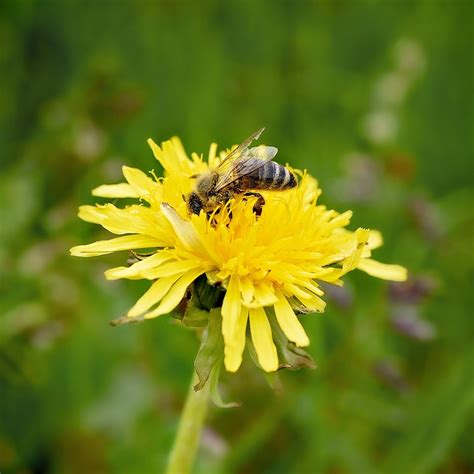 Maskros Blomma Blomning Gratis foto på Pixabay
