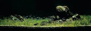 How To Set Up An Iwagumi Aquarium Shrimp And Snail Breeder