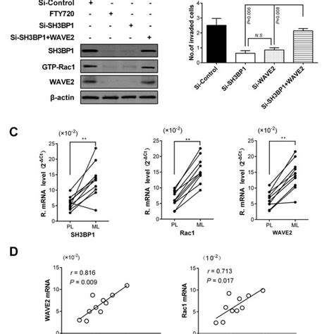 SH3BP1 Facilitated HCC Invasion And Metastasis Via Rac1 WAVE2 Pathway