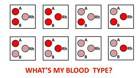 Blood Test And Blood Typing Diagram Quizlet