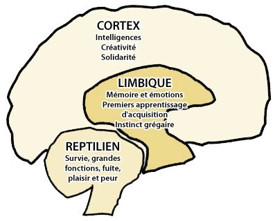 Comment Fonctionne Le Cerveau