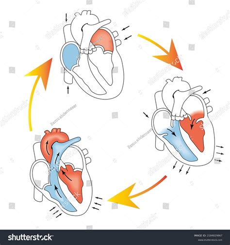 Cardiac Cycle Diastole Systole Human Heart Anatomy