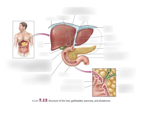 Structure Of The Liver Gallbladder Pancreas And Duodenum