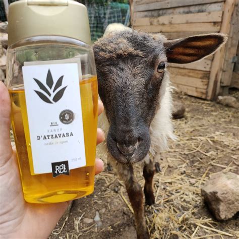 Rél Jarabe de agave Reviews abillion