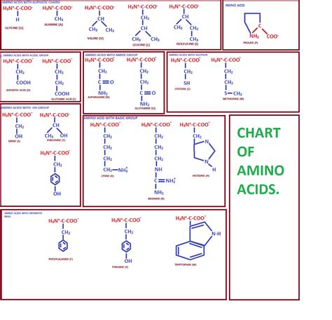 Amino Acid Chart Structure
