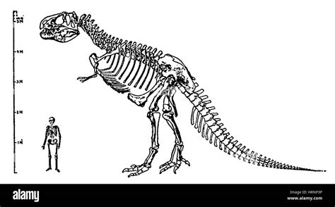 Tyrannosaurus Rex Skeleton Illustration Drawing