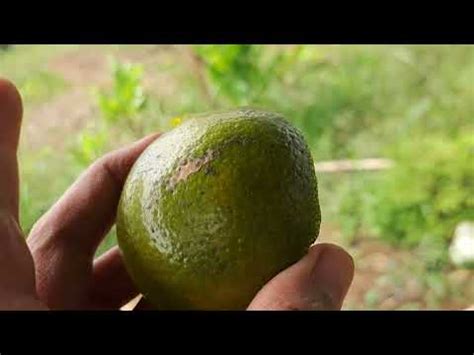 Membasmi Pohon Pohon Busuk Di Kebun Jeruk Bersama Ibu Jangan Lupa