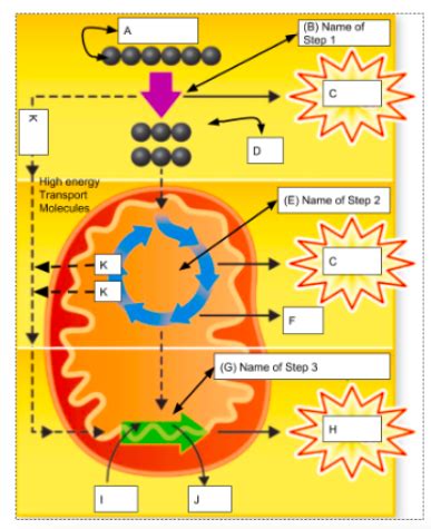 Cellular Respiration Diagram Quizlet