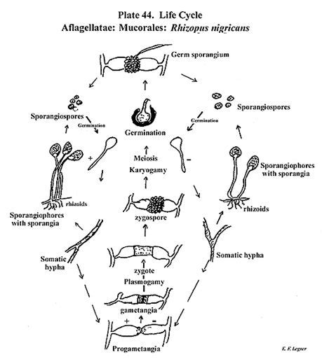 Rhizopus Stolonifer Black Bread Mold Reproduction Life Cycles Fungi Reproduction