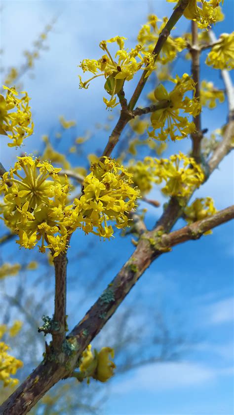 Gratis Billeder Blomst Flor Knop For R Lys Gul Citron Plante