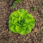 Quand Planter Les Salades Dhiver Et Les Entretenir
