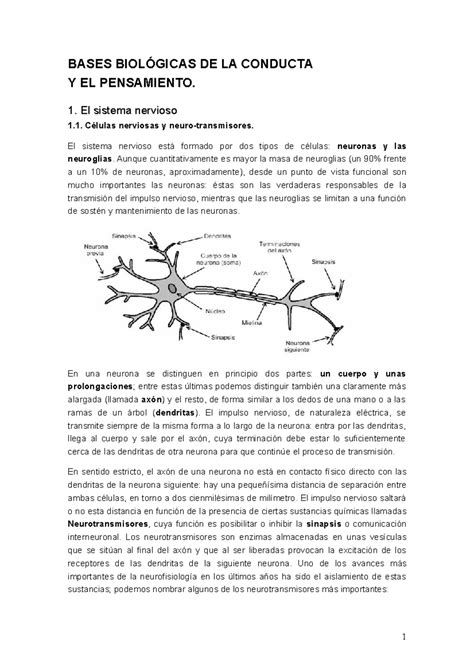 Bases Biológicas DE LA Conducta BASES BIOLÓGICAS DE LA CONDUCTA Y EL
