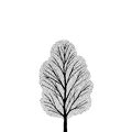 Red Fox Katsura Tree J Frank Schmidt Son Co