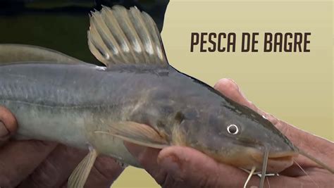 Pescaria de Robalo dicas e informações para ter sucesso