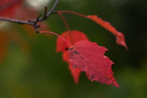 Otoño Folleto Naturaleza Foto gratis en Pixabay Pixabay