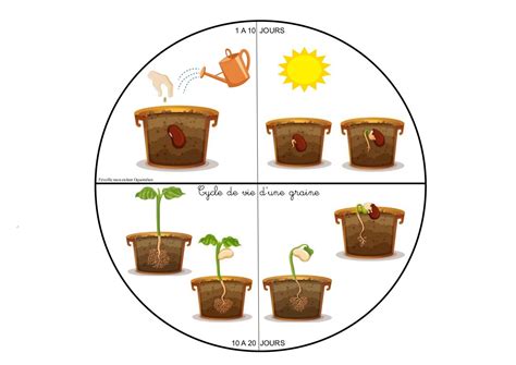 svt 6ème germination graines