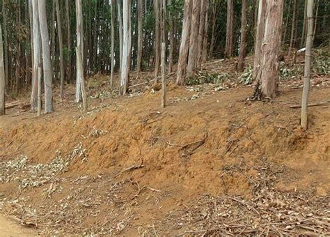 Homem morre ao ser atingido por árvore de eucalipto em Valença Sul do