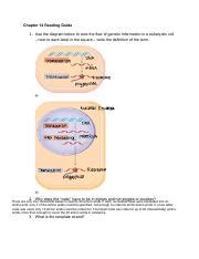 Ch Reading Guide Chapter Reading Guide Use The Diagram Below