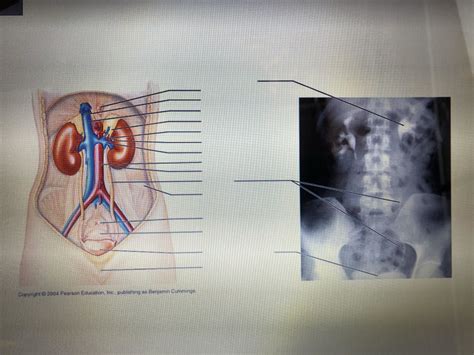 The Urinary System Diagram Quizlet