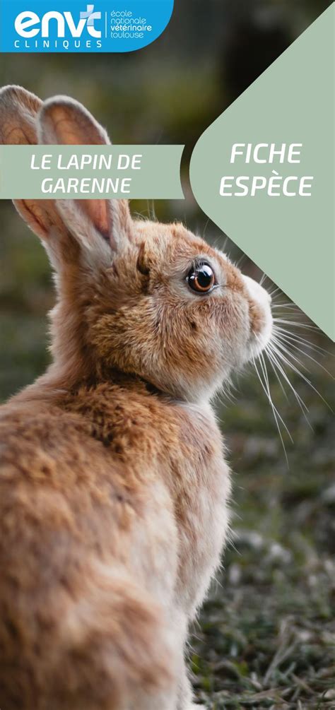Calaméo fiche Lapin de garenne