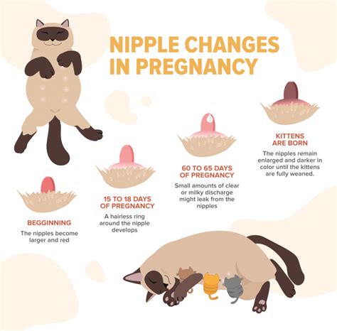 Pregnant Cat Nipples Vs Normal Cat Nipples How To Tell The Difference
