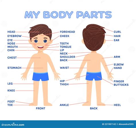 Human Body Parts Back Side