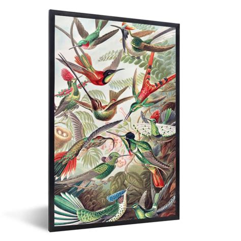 MuchoWow Poster encadré Colibri Vintage Ernst Haeckel Oiseaux