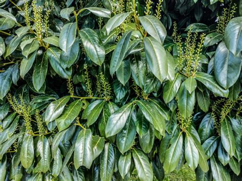 12 Fast Growing Hedges For The Garden Horticulture Co Uk