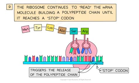 Edexcel A SNAB A Level Biology 复习笔记2 3 2 Translation 翰林国际教育