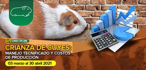 Curso On Line Crianza De Cuyes Manejo Tecnificado Y Costos De