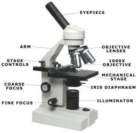 Compound Microscope Diagram Without Labels