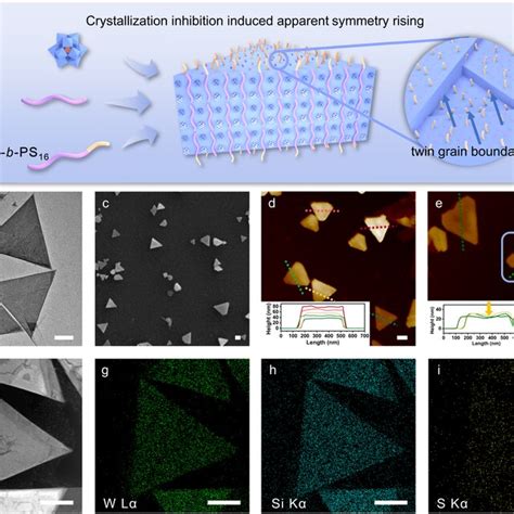 Schematic Representation And Morphological Characterization Of The