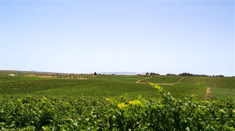 Menfi città del vino 2023 le spiagge le cantine e l arte Dove Viaggi