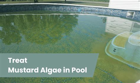 Mustard Algae In Pool A Comprehensive Guide To Prevention Treatment