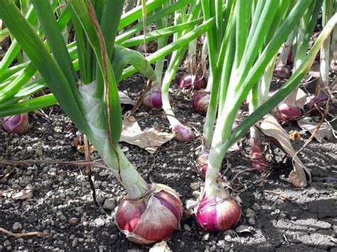 Como Plantar Cebollas En Huerto Huertolina